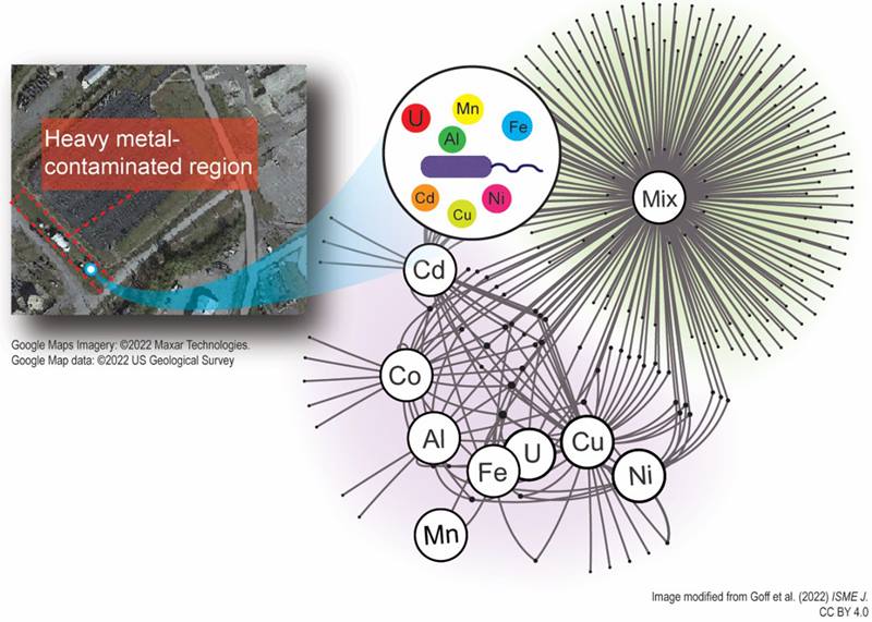 Metal Contamination Causes Metabolic Stress in Environmental Bacteria ...
